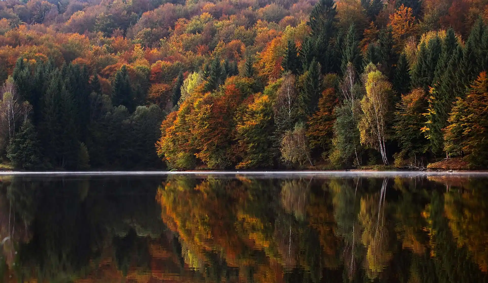 Delta Forest UK - Delta Forest en Angleterre