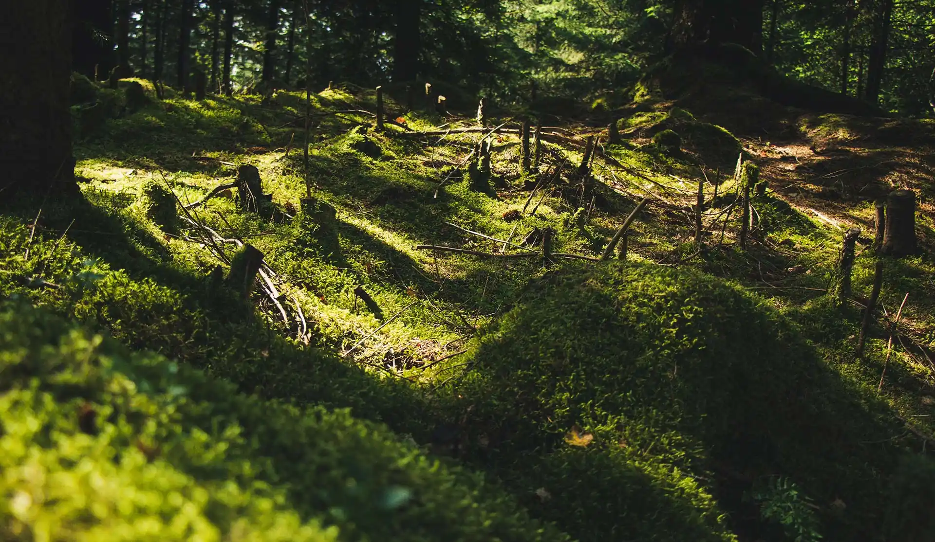 Eco Project - La mission de Delta-Forest