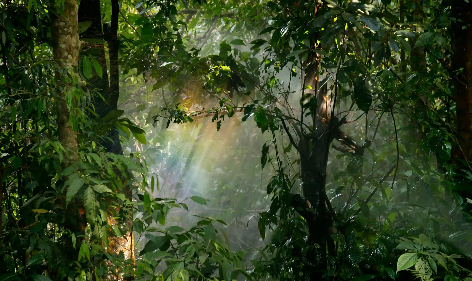 Qui sommes-nous ? - Delta Forest